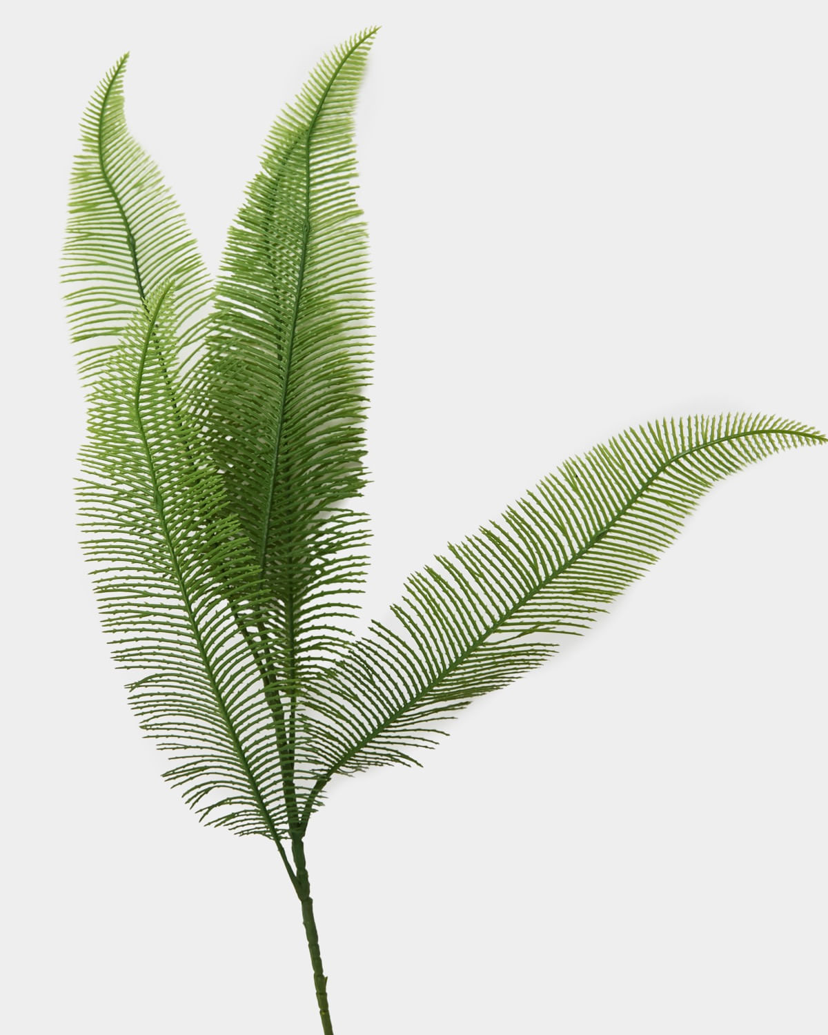 Fern Stem - Dunnes Stores